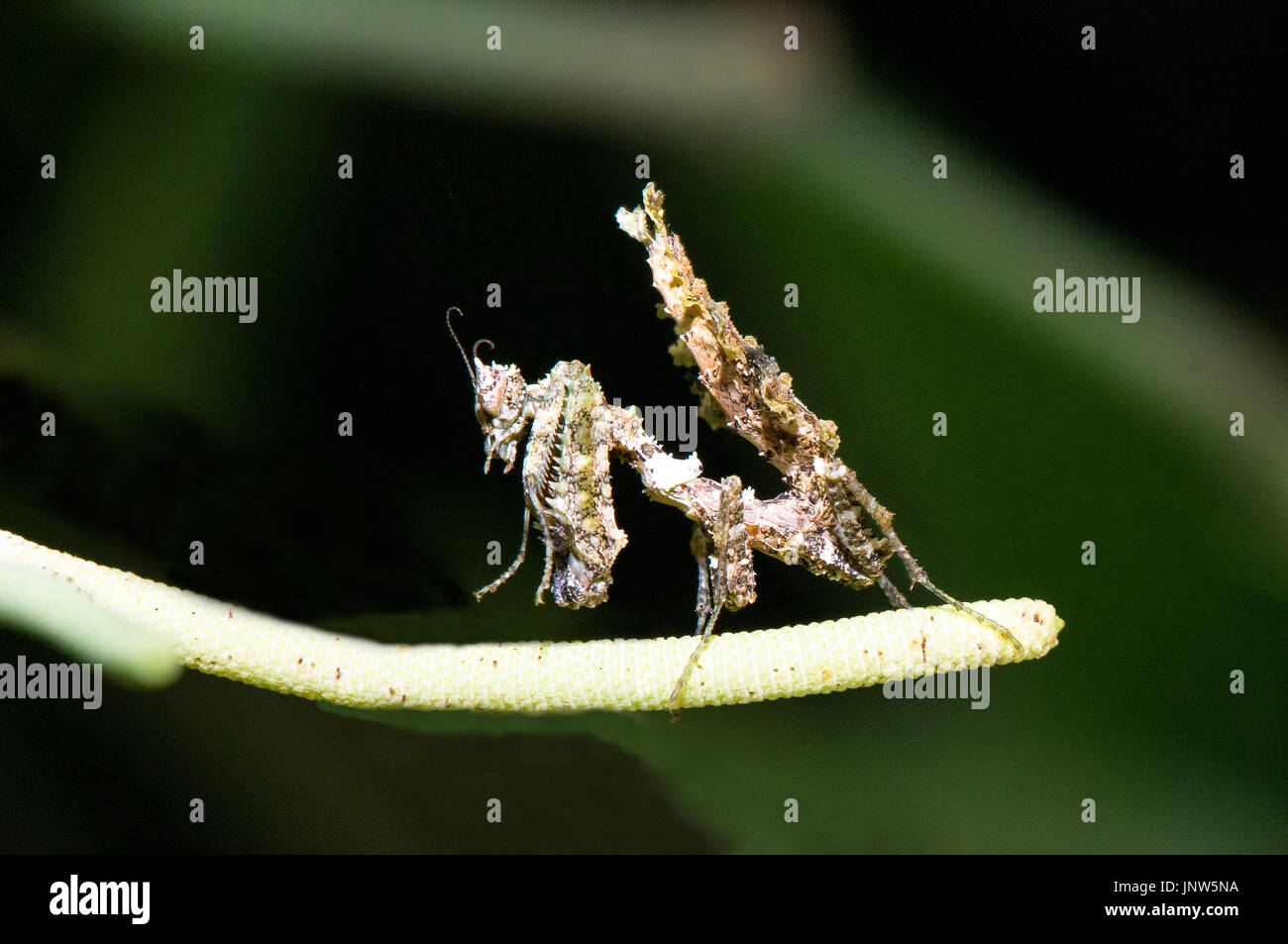 Small lichen-mimicking praying mantis from Costa Rica (Corcovado ...