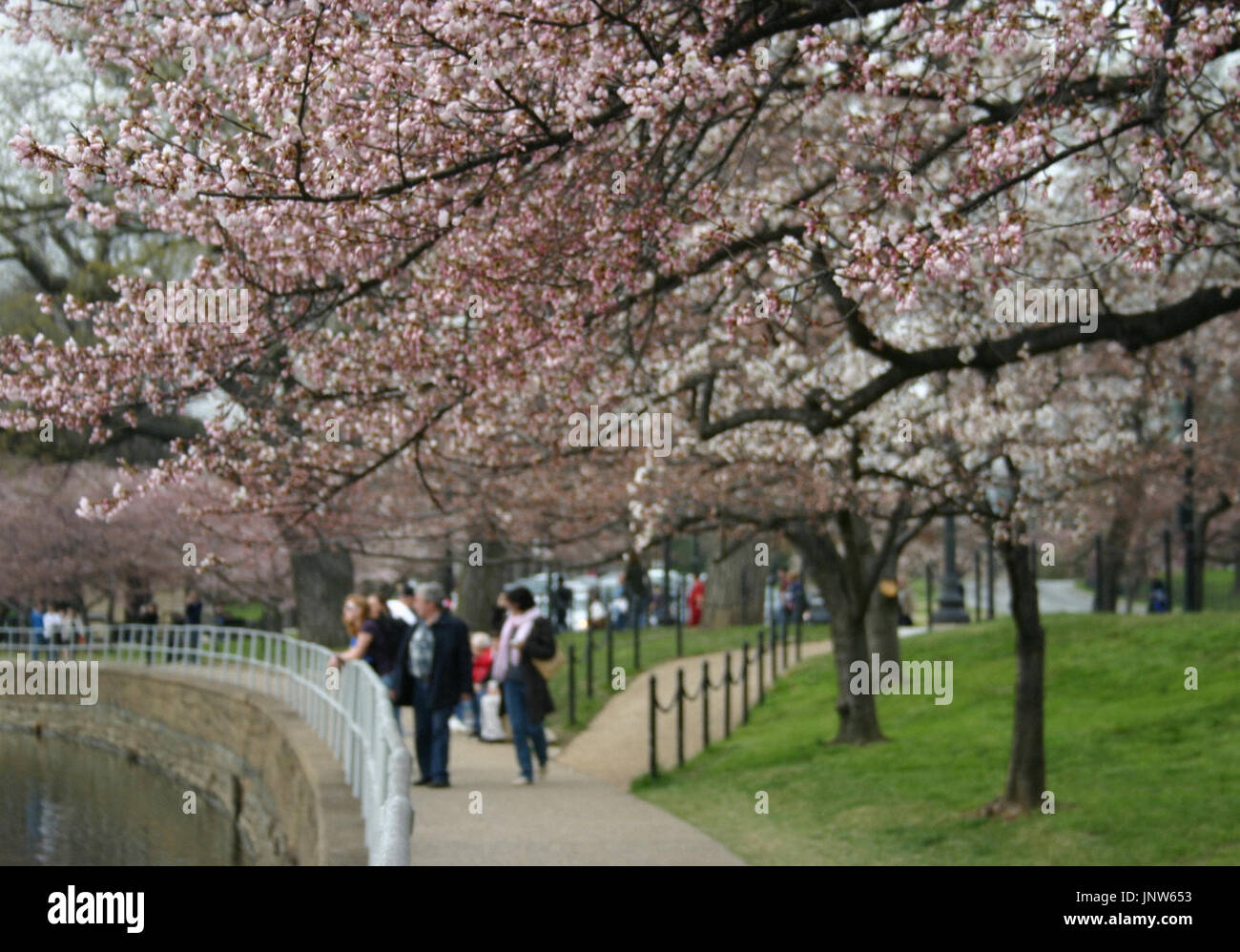 TOKYO, Japan - Photo taken in March 2009 shows cherry trees planted ...