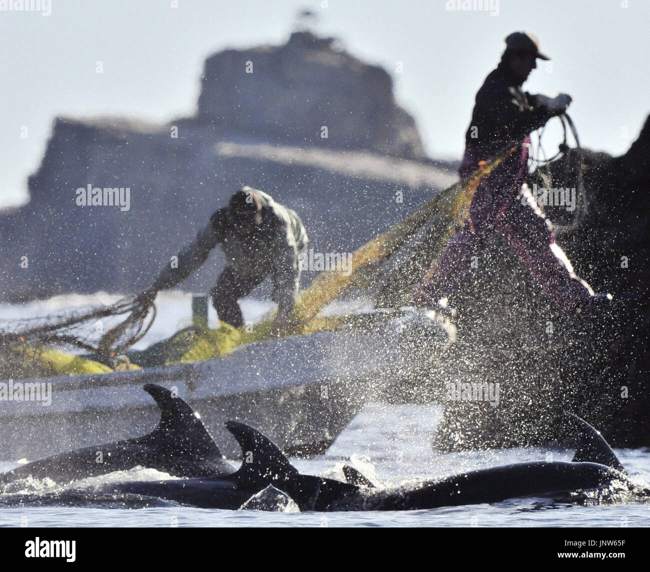 TAIJI, Japan - Local fishermen corner a pod of bottlenose dolphins in a ...