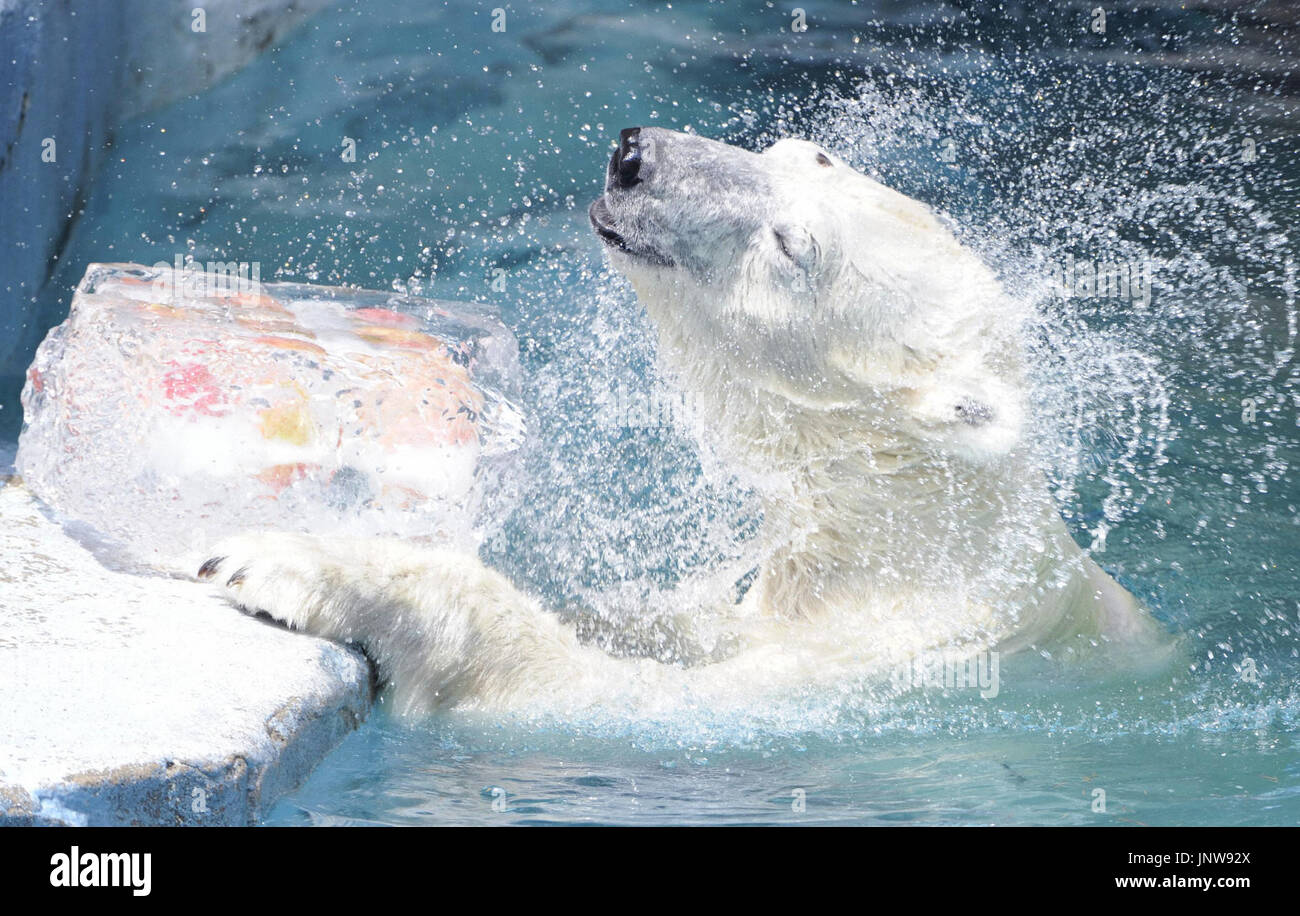 OSAKA, Japan - Gogo, a 6-year-old male polar bear, plays with an icicle ...