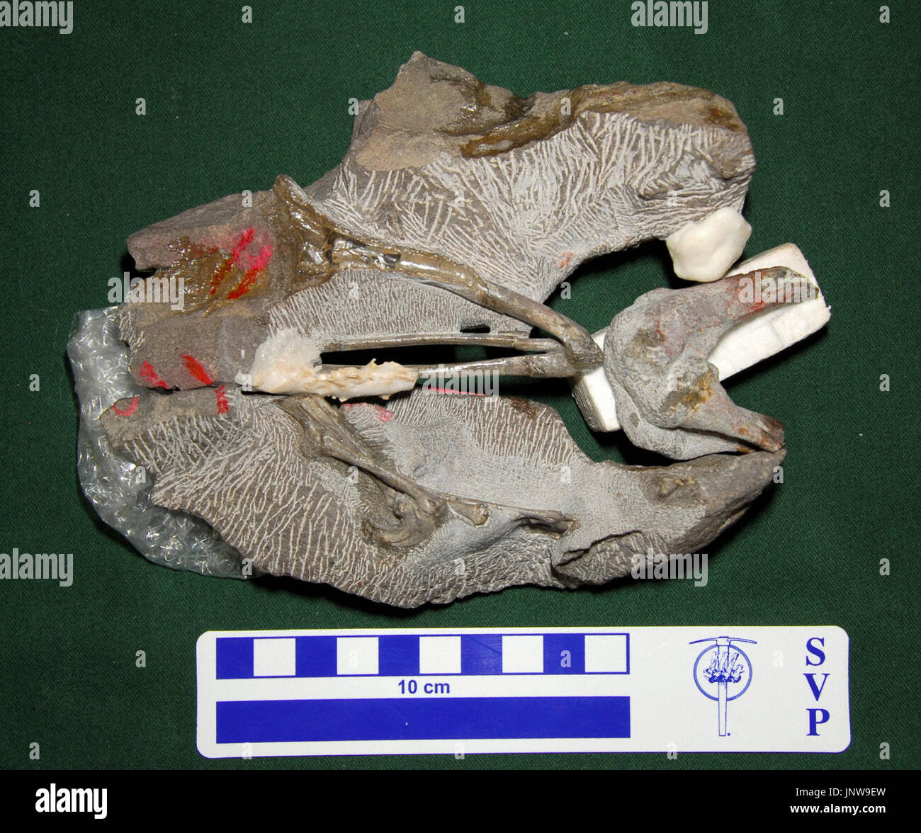 KOBE, Japan - Photo shows the fossil of a species of Deinonychosauria ...