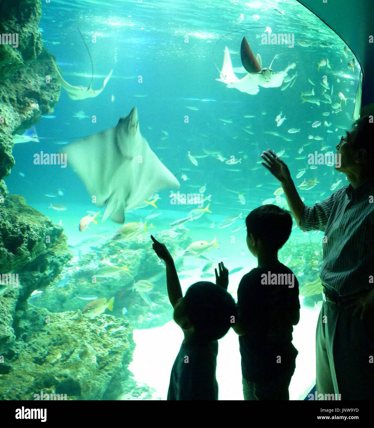 TOKYO, Japan - Visitors look at rays and fish swimming in the Sunshine ...