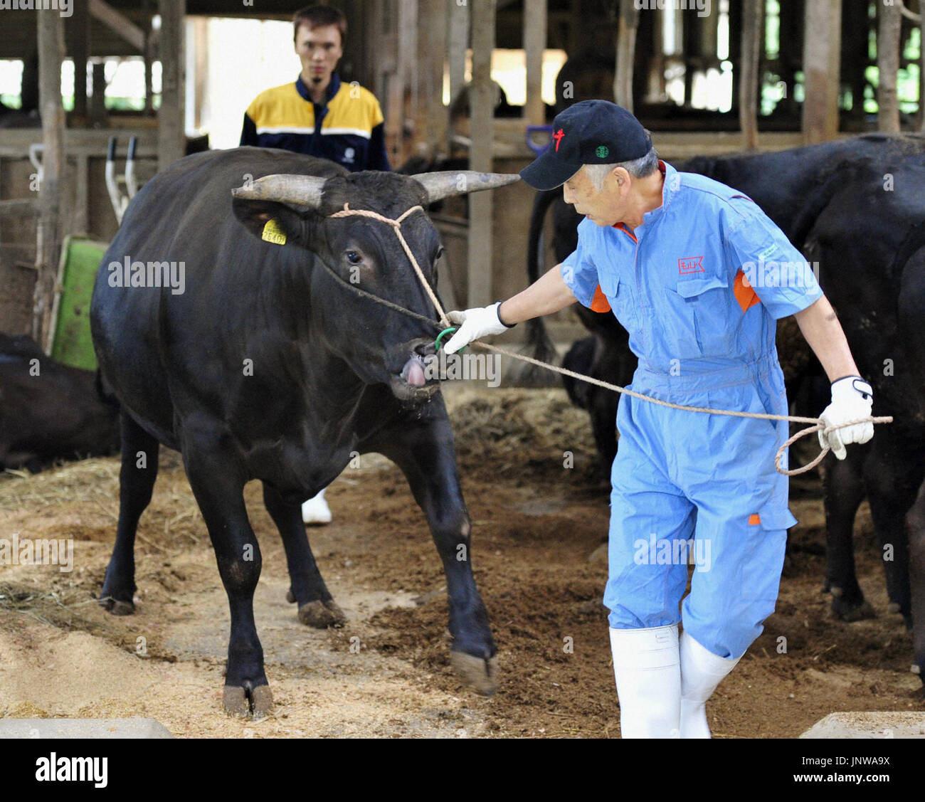 KURIHARA, Japan - Livestock farmer Kenzo Yambe pulls one of his herd ...