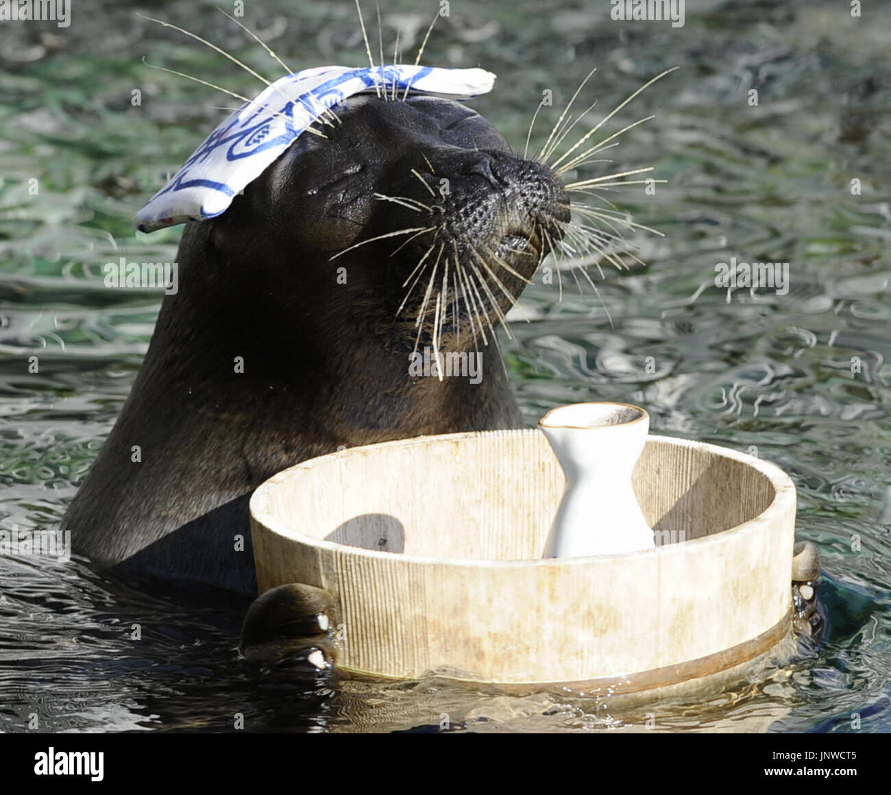 TOKYO, Japan - Baikal seal Billy poses as if enjoying a hot spring ...
