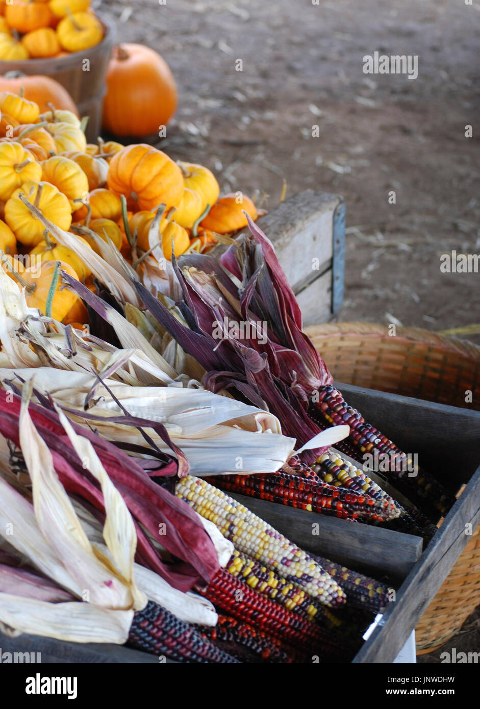 Indian corn farming hi-res stock photography and images - Alamy