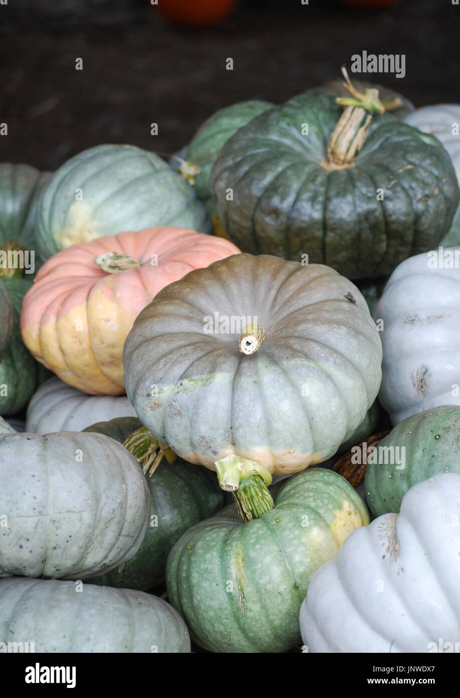 Triamble pumpkin hi-res stock photography and images - Alamy