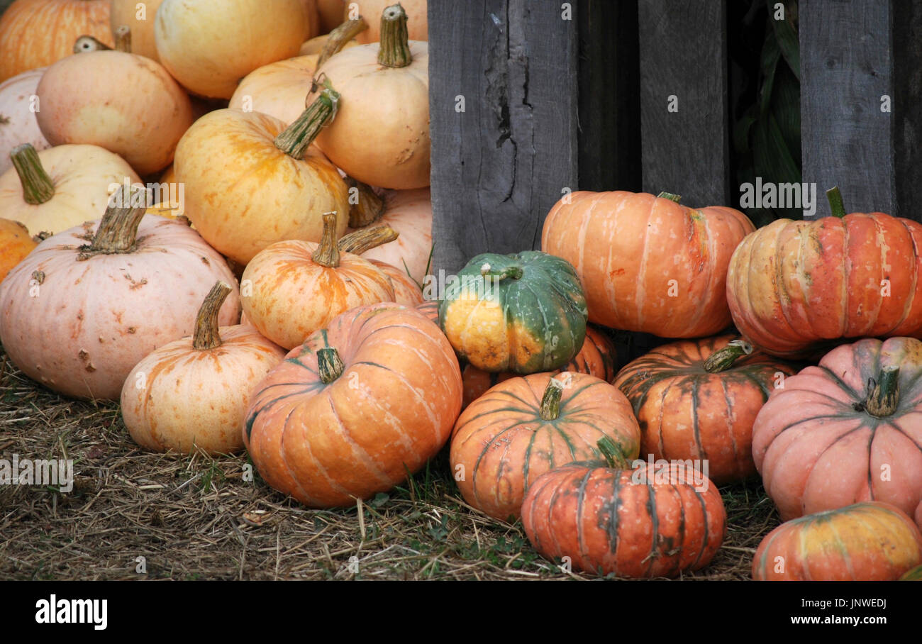 Cinderella pumpkins hi-res stock photography and images - Alamy