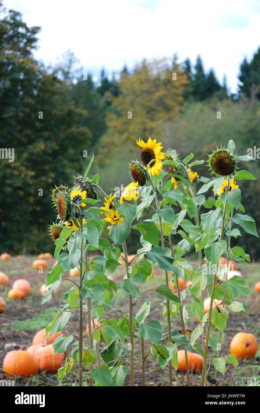 Traditions and lore hi-res stock photography and images - Alamy