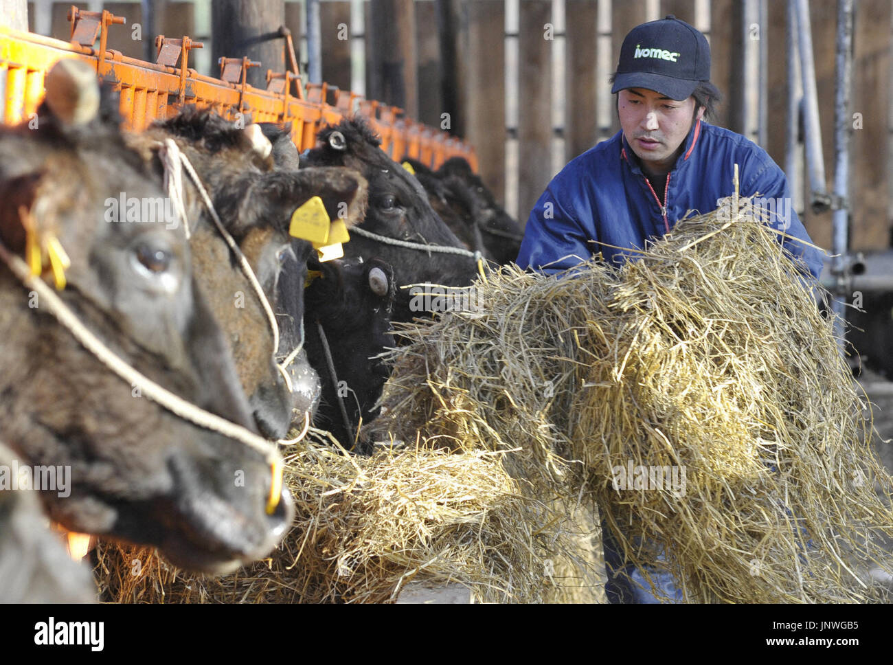 IITATE, Japan - Cattle farmer Toyohiro Sato feeds cows in the village ...