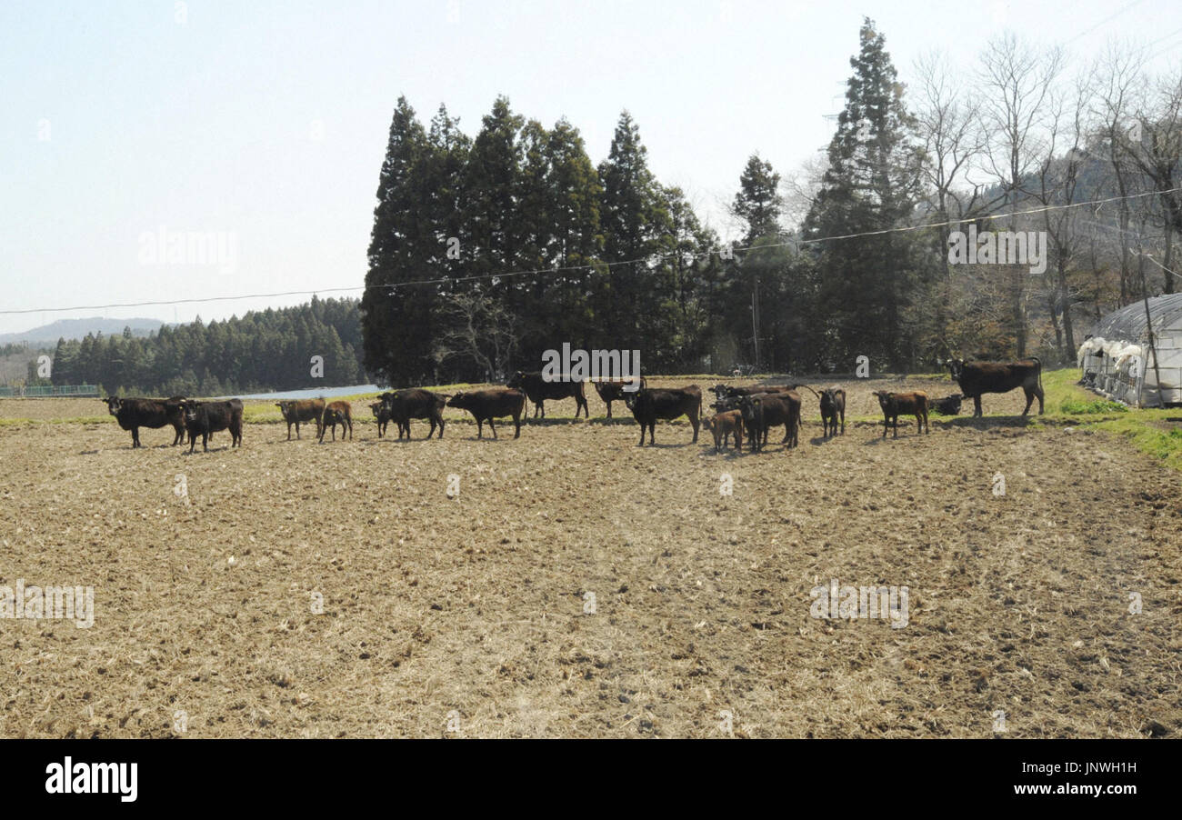 TOKYO, Japan - Stray cows are seen in the town of Futaba, about 3 ...