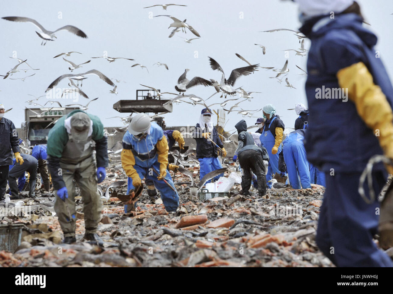 ISHINOMAKI, Japan - People dispose of rotting seafood at disaster-hit ...