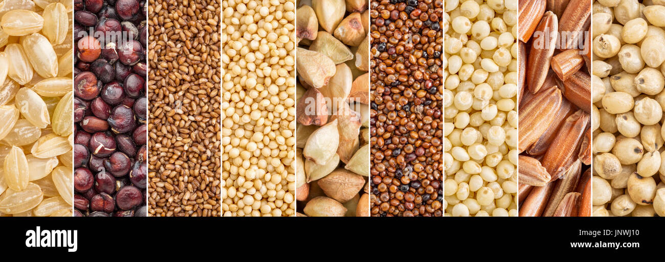 gluten free grains collection (brown rice, quinoa, teff, amaranth ...