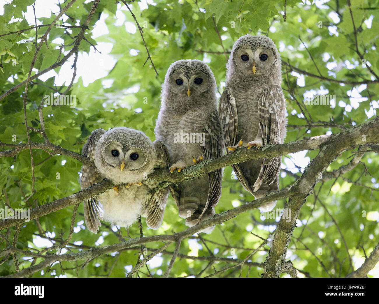 TOKYO, Japan - Three Ural owl chicks roost in a tree in the Kushiro ...