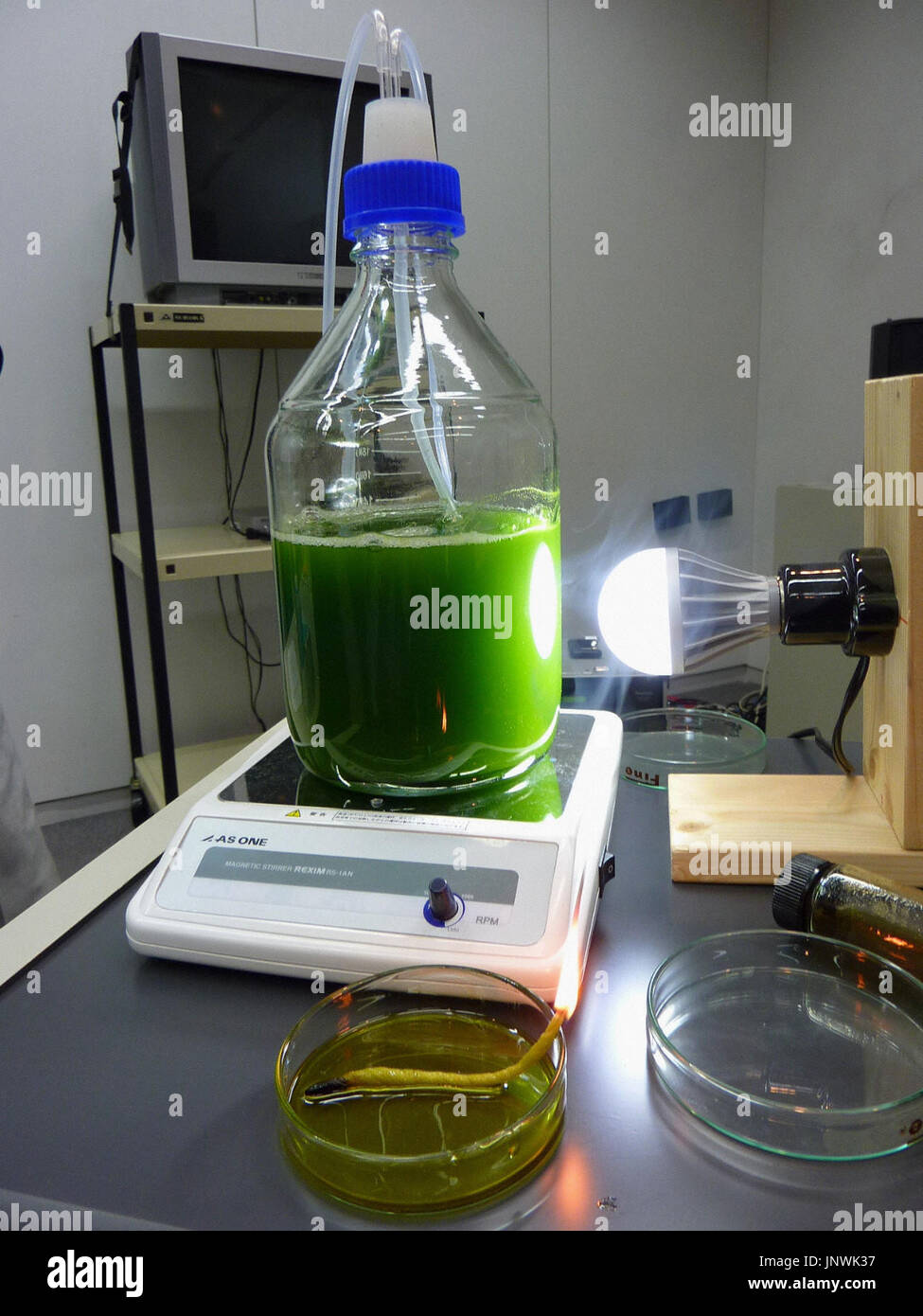 TOKYO, Japan - Photo shows algae biofuel (front) and a bottle ...