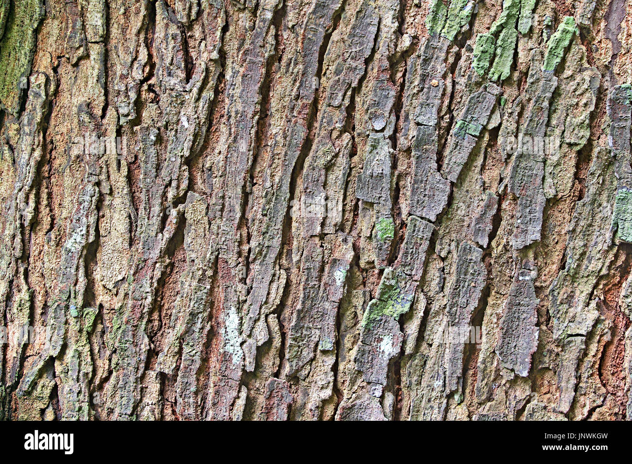 Close up abstract image of bark of mahogany tree showing the detailed ...