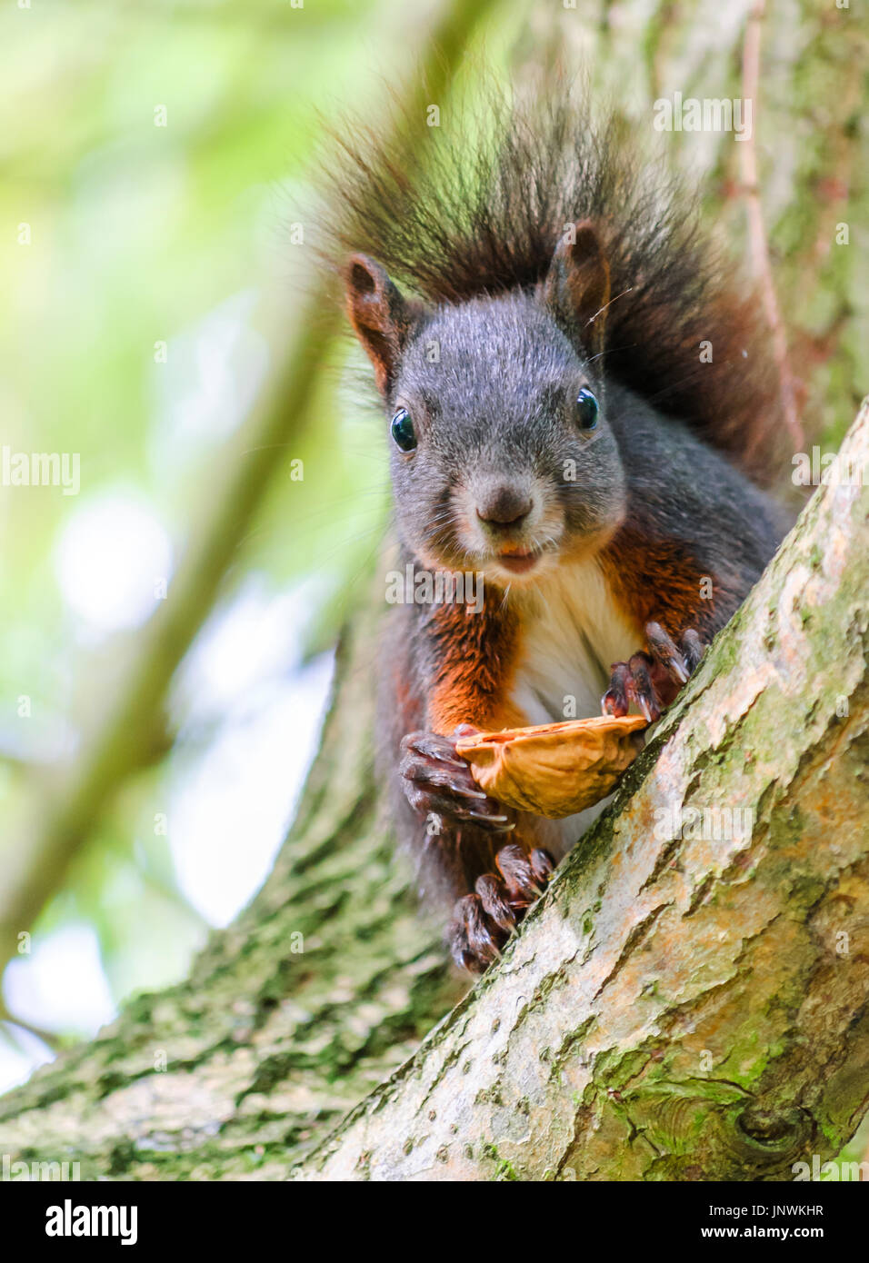 Eating walnut hi-res stock photography and images - Alamy