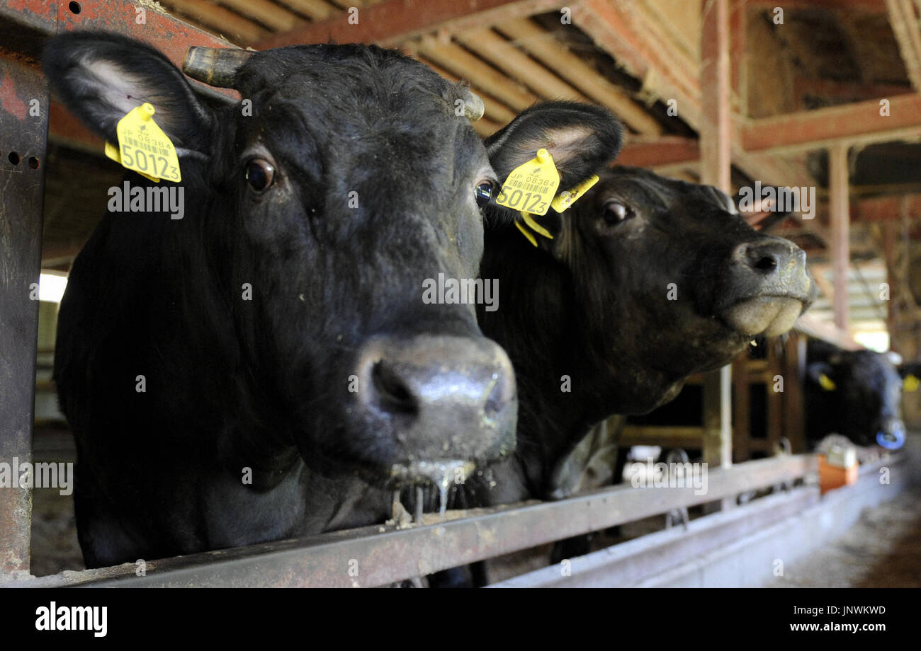 FUKUSHIMA, Japan - Photo shows beef cattle at a farm in Miharu ...