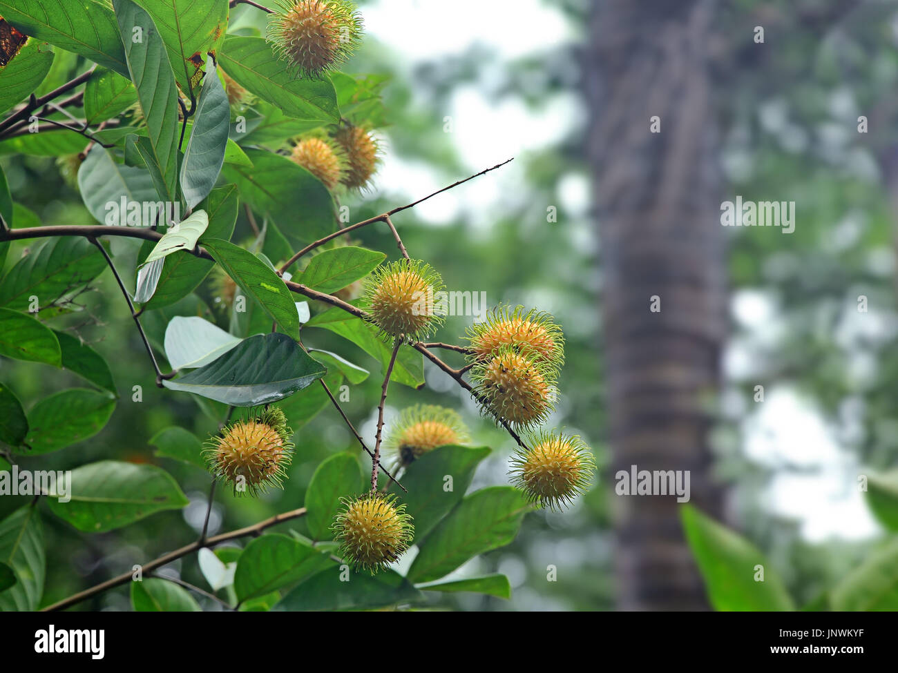 Rambutan tree hi-res stock photography and images - Alamy