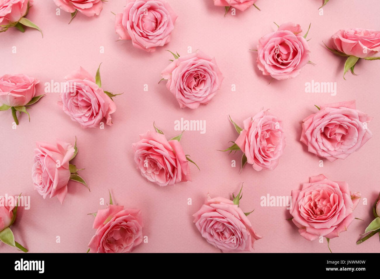 Background image of pink roses. Flat lay Stock Photo - Alamy