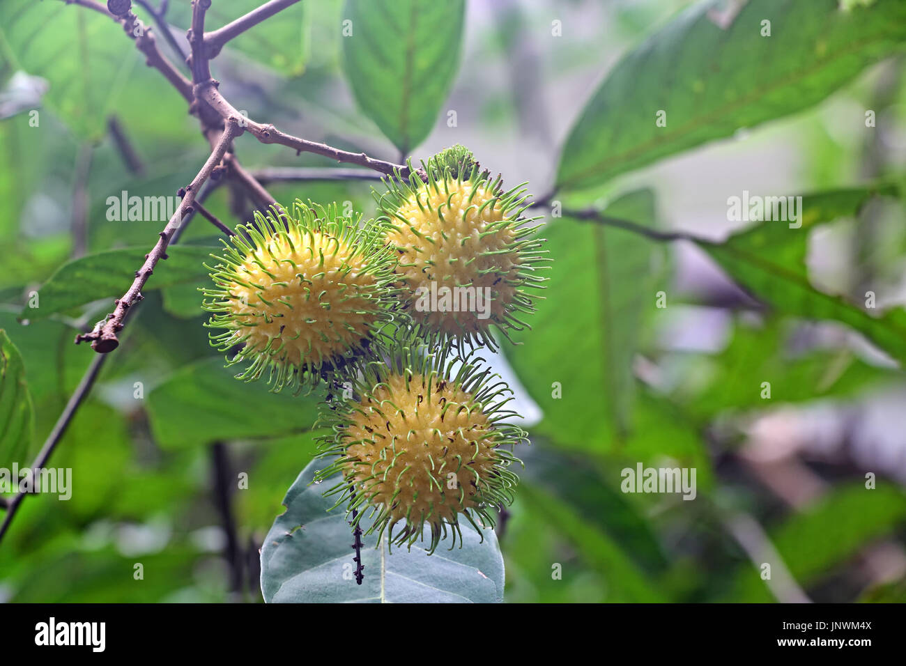 Rambutan tree hi-res stock photography and images - Alamy