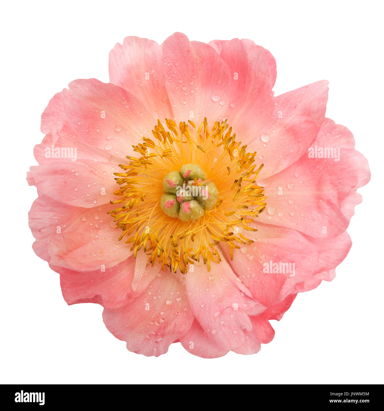 Top view of peony hi-res stock photography and images - Alamy