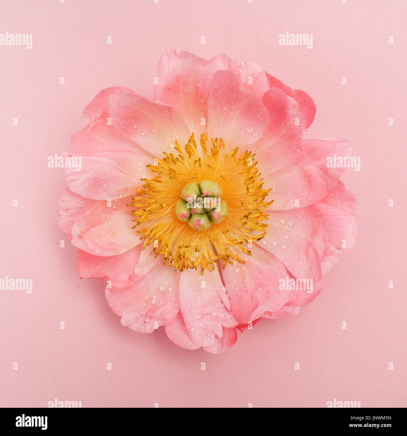 Peony top view hi-res stock photography and images - Alamy