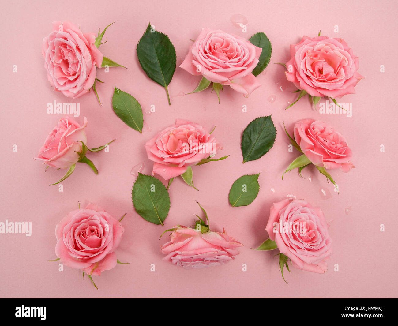 Background image of pink roses. Flat lay, top view Stock Photo - Alamy