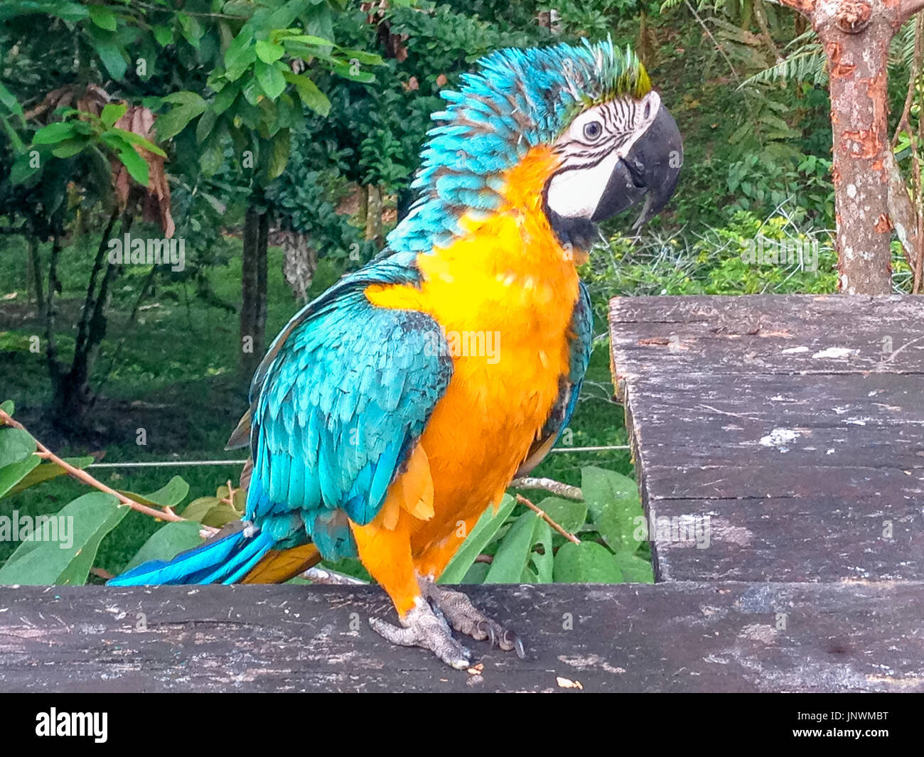 Brazil amazons forest hi-res stock photography and images - Alamy