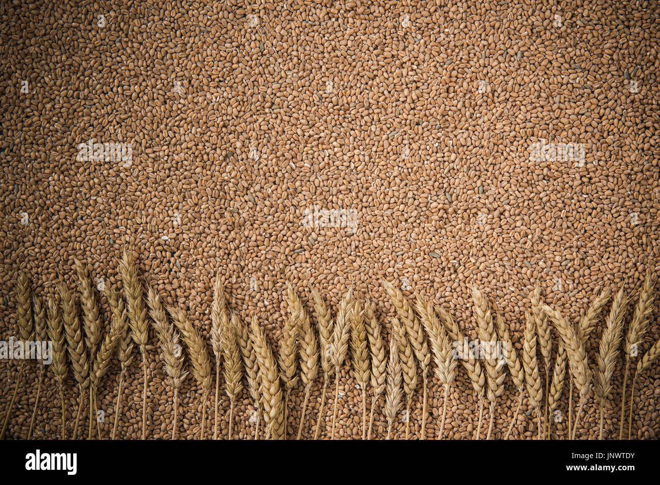 Wheat grain and streams, border background Stock Photo - Alamy