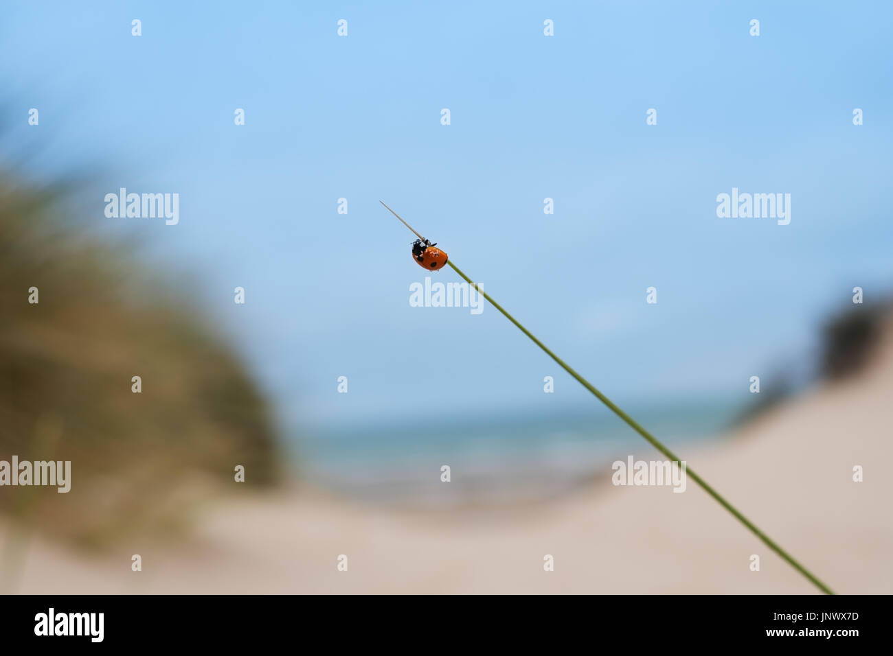 Ladybug antenna hi-res stock photography and images - Alamy