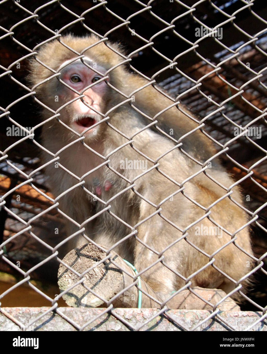 SHIZUOKA, Japan - Japanese macaque named Lucky is caught and returned ...