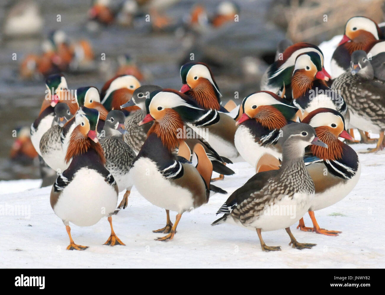 YONAGO, Japan - Mandarin ducks rest on a riverside in the town of Hino ...