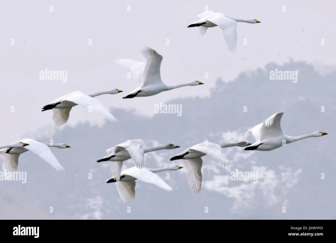 YONAGO, Japan - Tundra swans leave Yonago Waterbird Sanctuary in ...