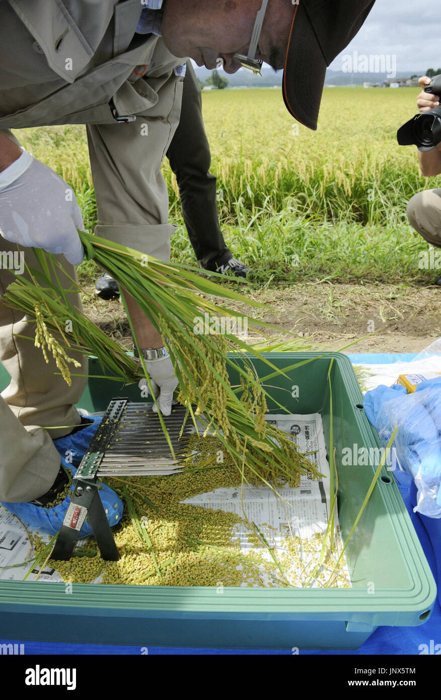 FUKUSHIMA, Japan - A man threshes rice cropped from a rice paddy in the ...