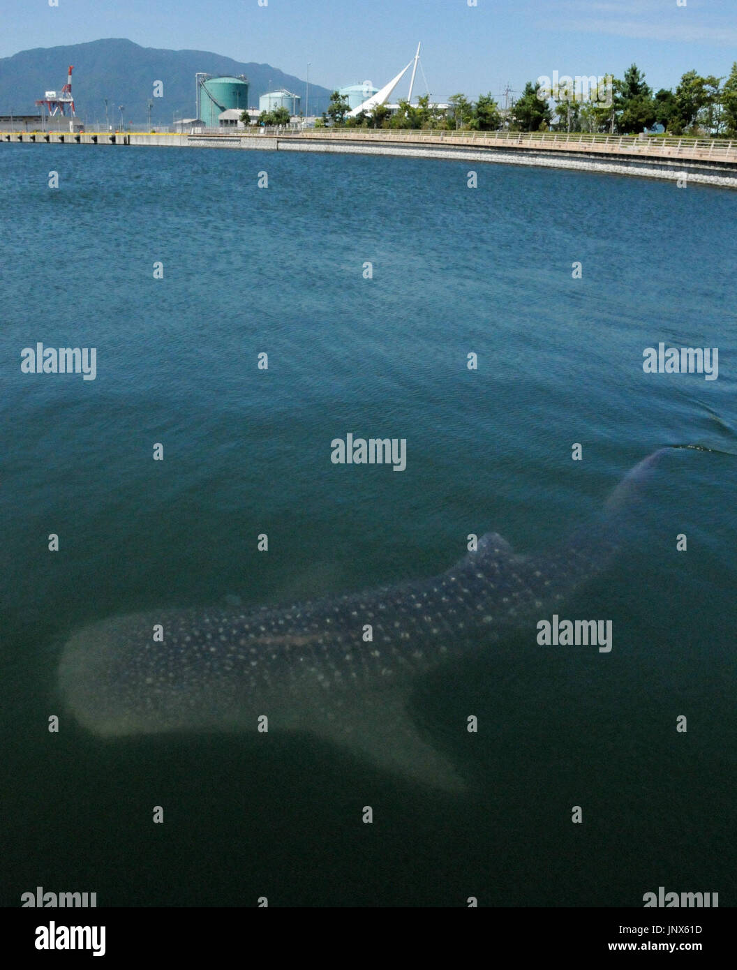 TSURUGA, Japan - A whale shark strays into Tsuruga Bay in Tsuruga ...