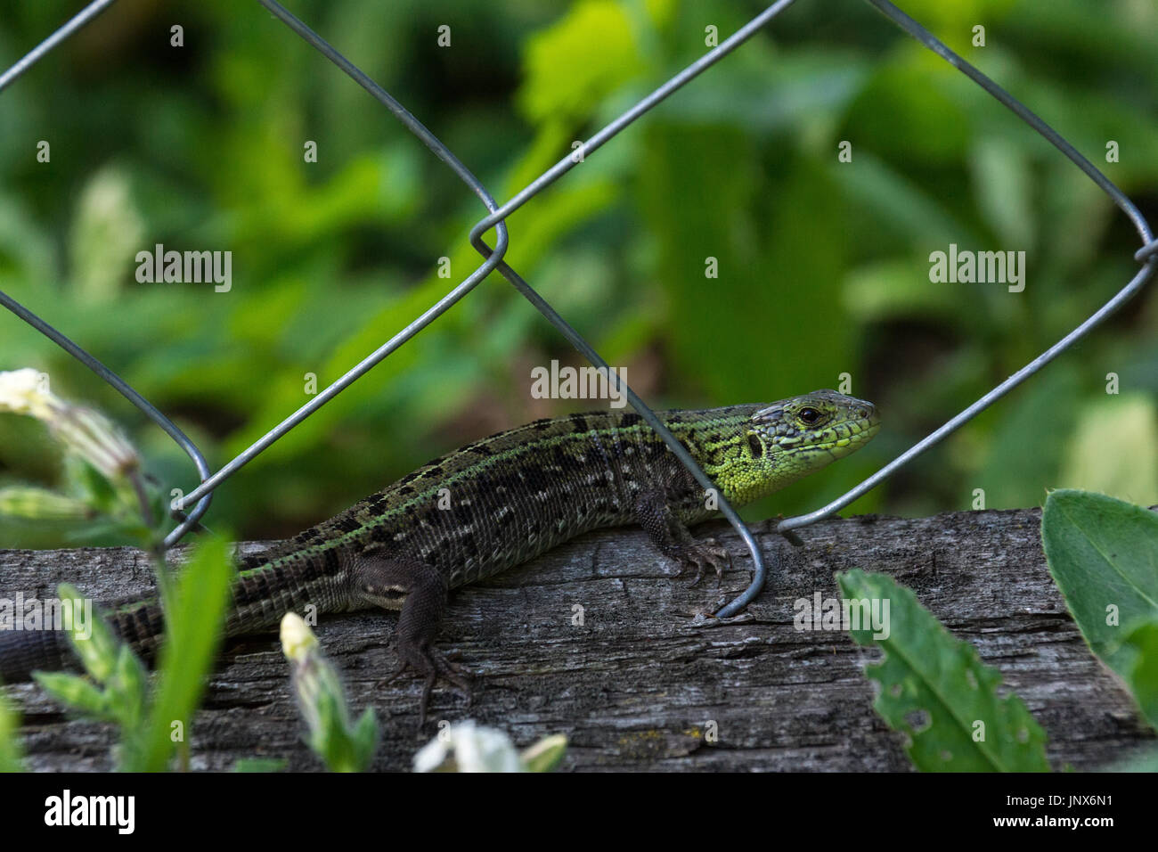 Green lizard on a log, Russia, a village, summer, 2017 Stock Photo - Alamy
