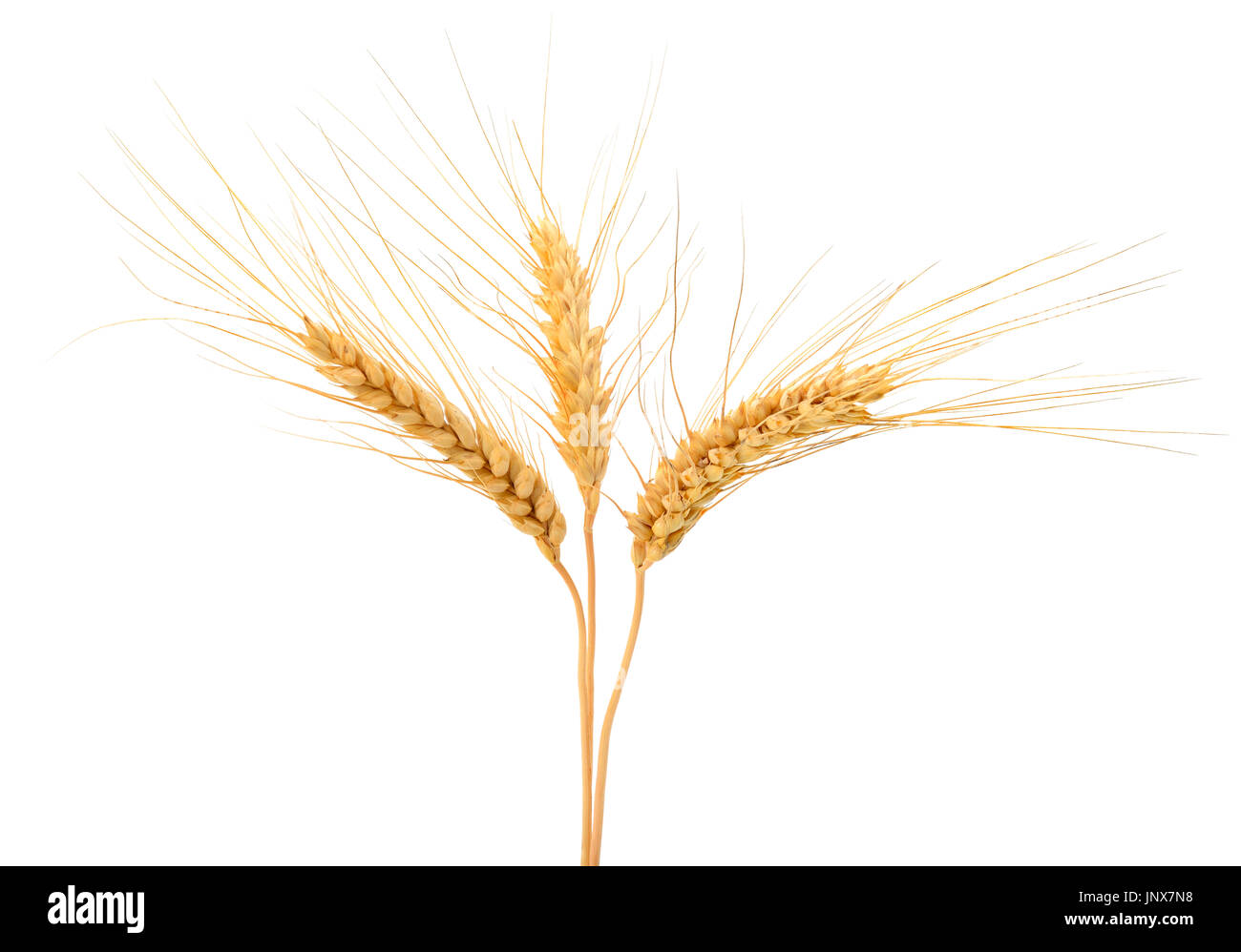 Bread wheat ears Cut Out Stock Images & Pictures - Alamy