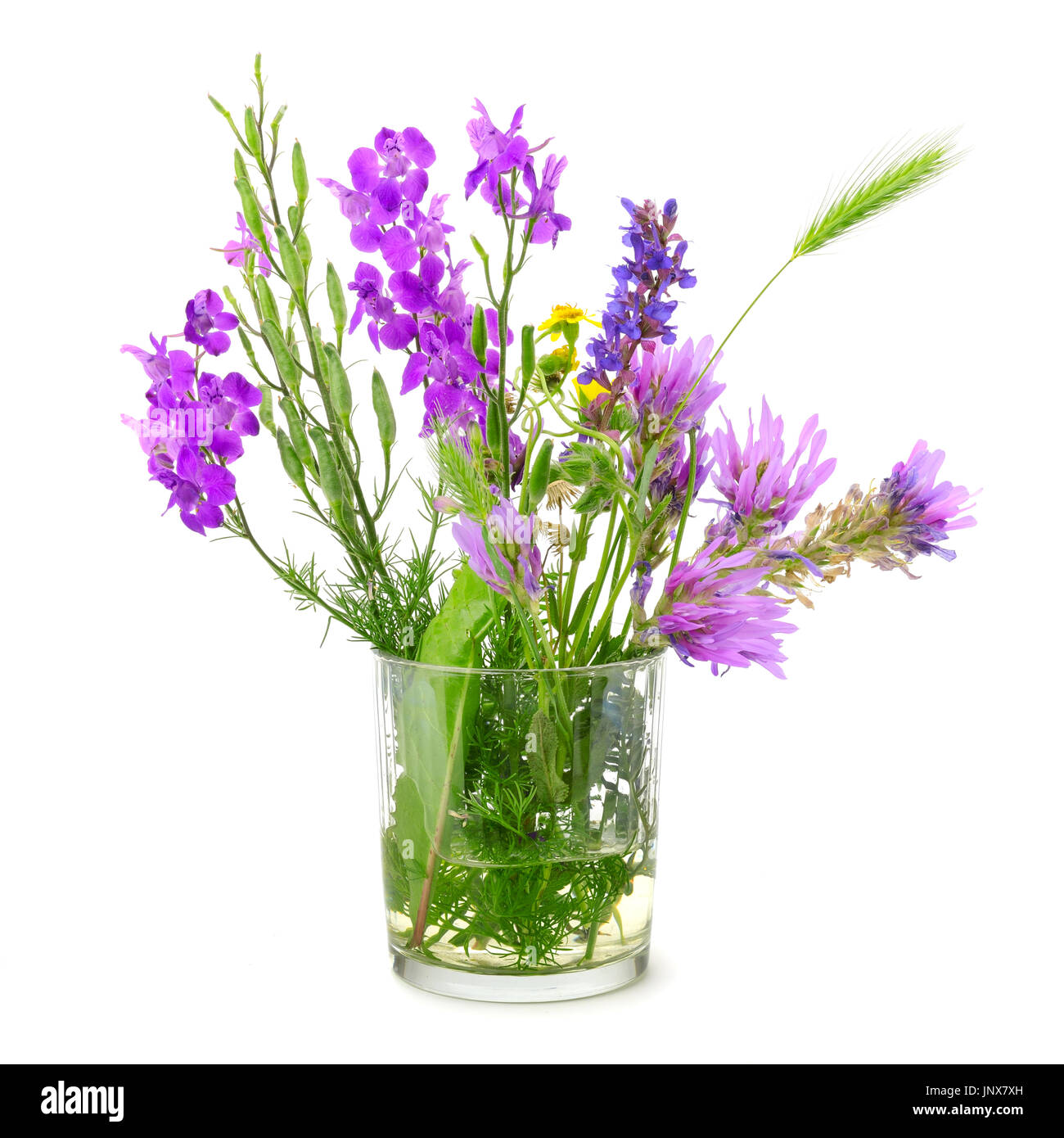Wildflower grass blossom wild Cut Out Stock Images & Pictures - Alamy