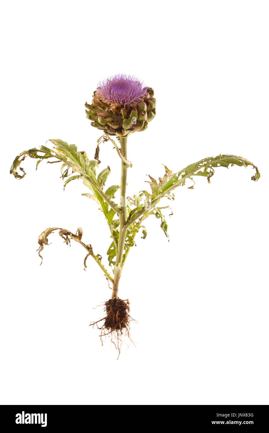 Whole buds hi-res stock photography and images - Alamy