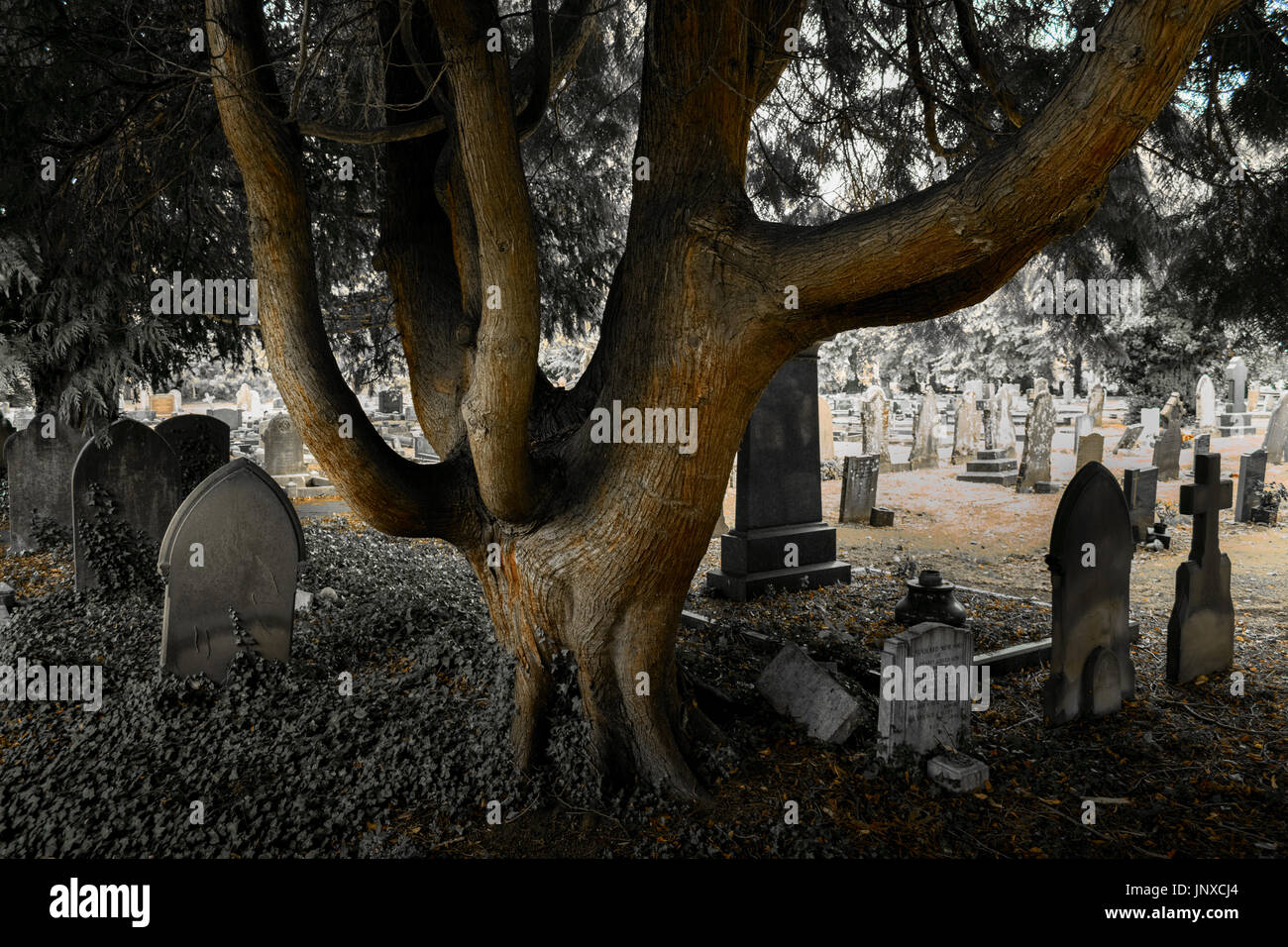 Tree in the cemetery Stock Photo - Alamy