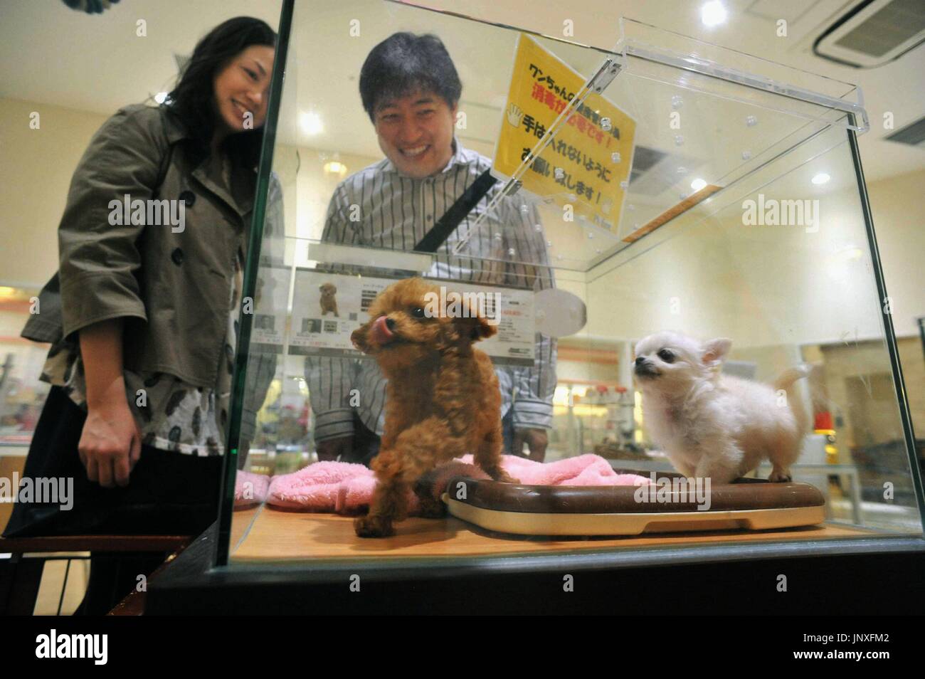TOKYO, Japan - Photo shows dogs on display in a pet shop in Tokyo's ...