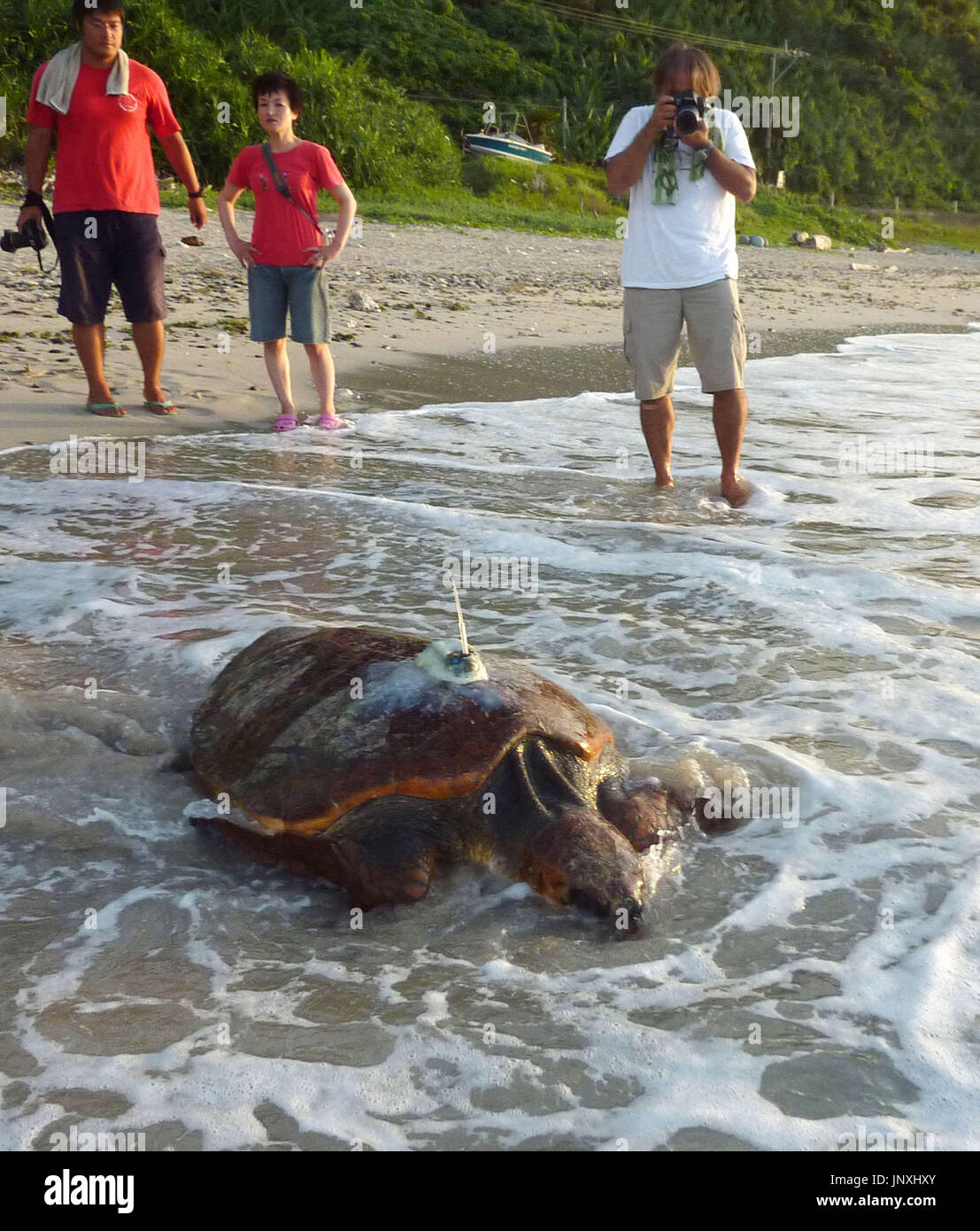 AMAMI, Japan - A loggerhead turtle with a transmitter attached to its ...