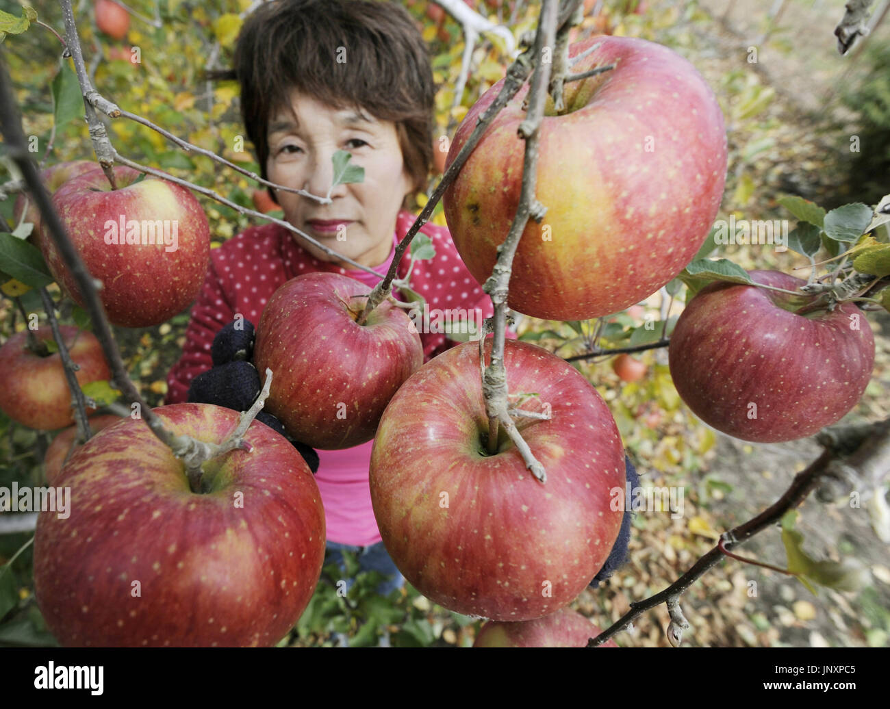 RIKUZENTAKATA, Japan - Kazuko Horii harvests apples at an orchard hit ...