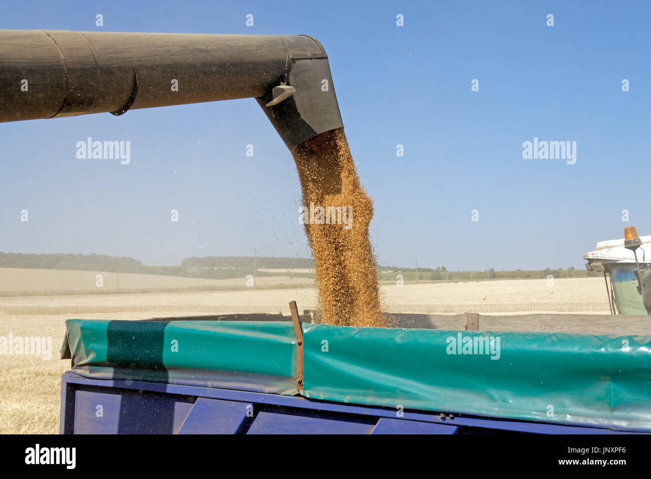 Combine harvester load wheat in the truck at the time of harvest in a ...