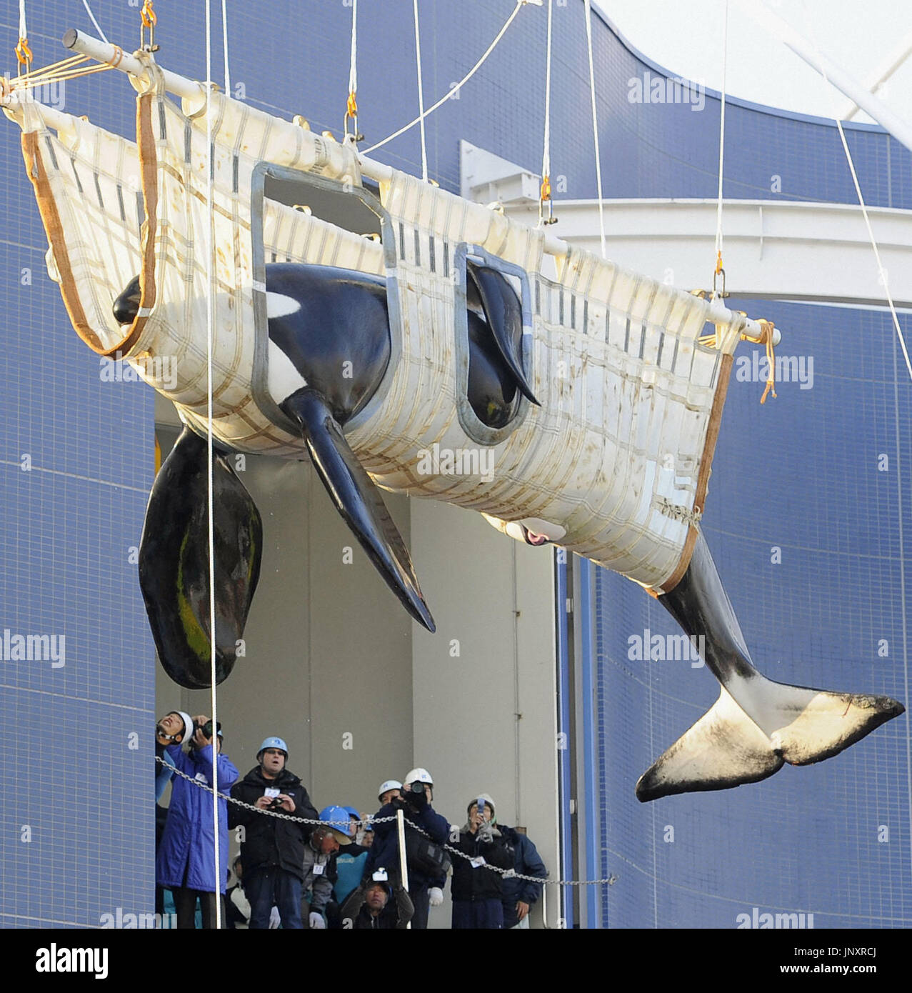 NAGOYA, Japan - Male killer whale Bingo is lifted at Port of Nagoya ...