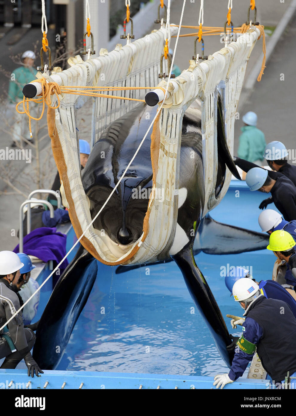 NAGOYA, Japan - Male killer whale Bingo is lifted at Port of Nagoya ...
