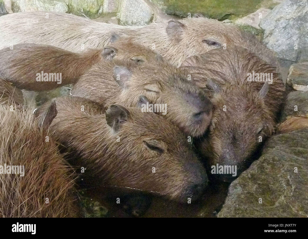 NAGASAKI, Japan - Four young capybaras (C) take a hot bath at Nagasaki ...