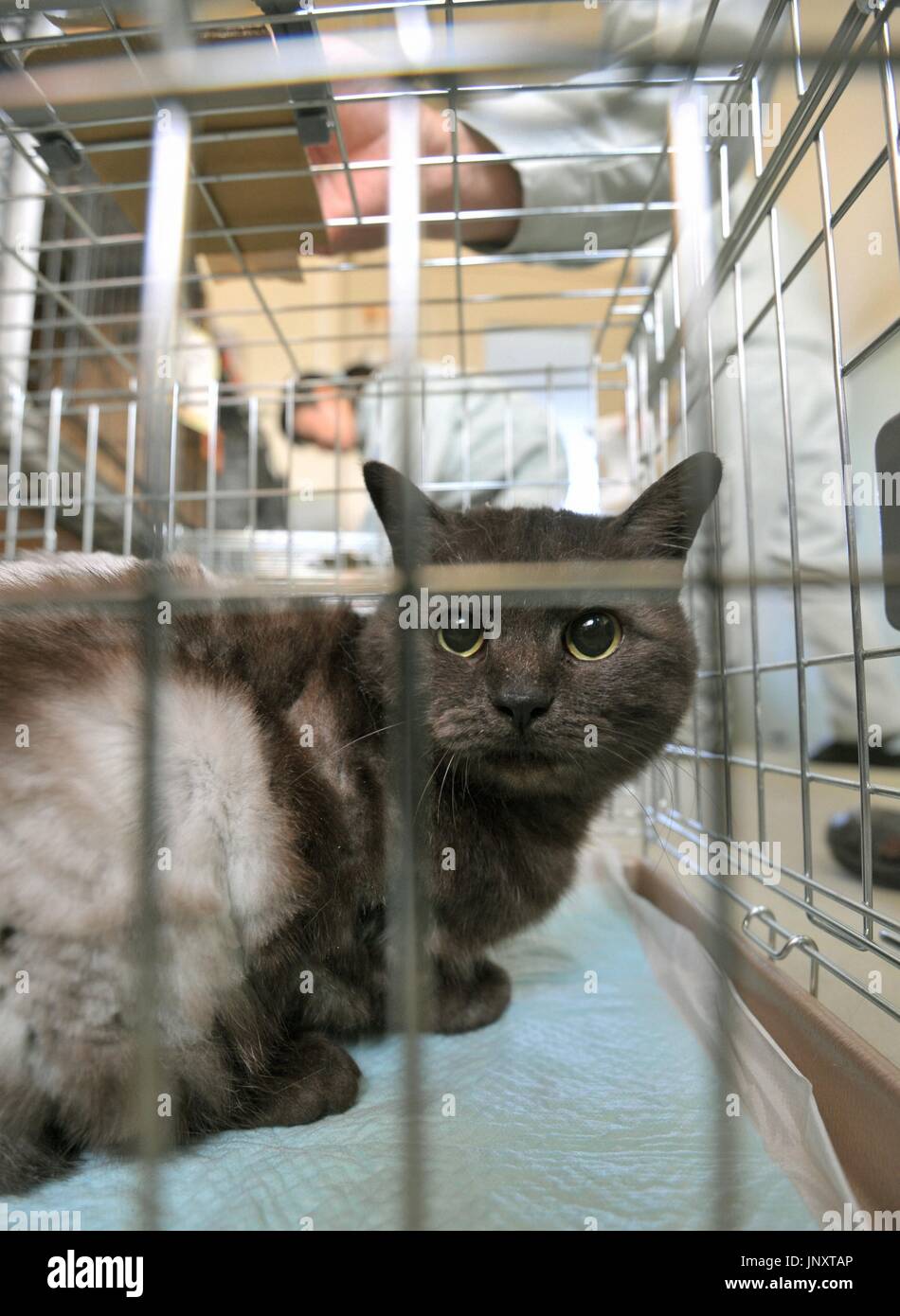 SENDAI, Japan - A cat is taken out from an animal management center in ...
