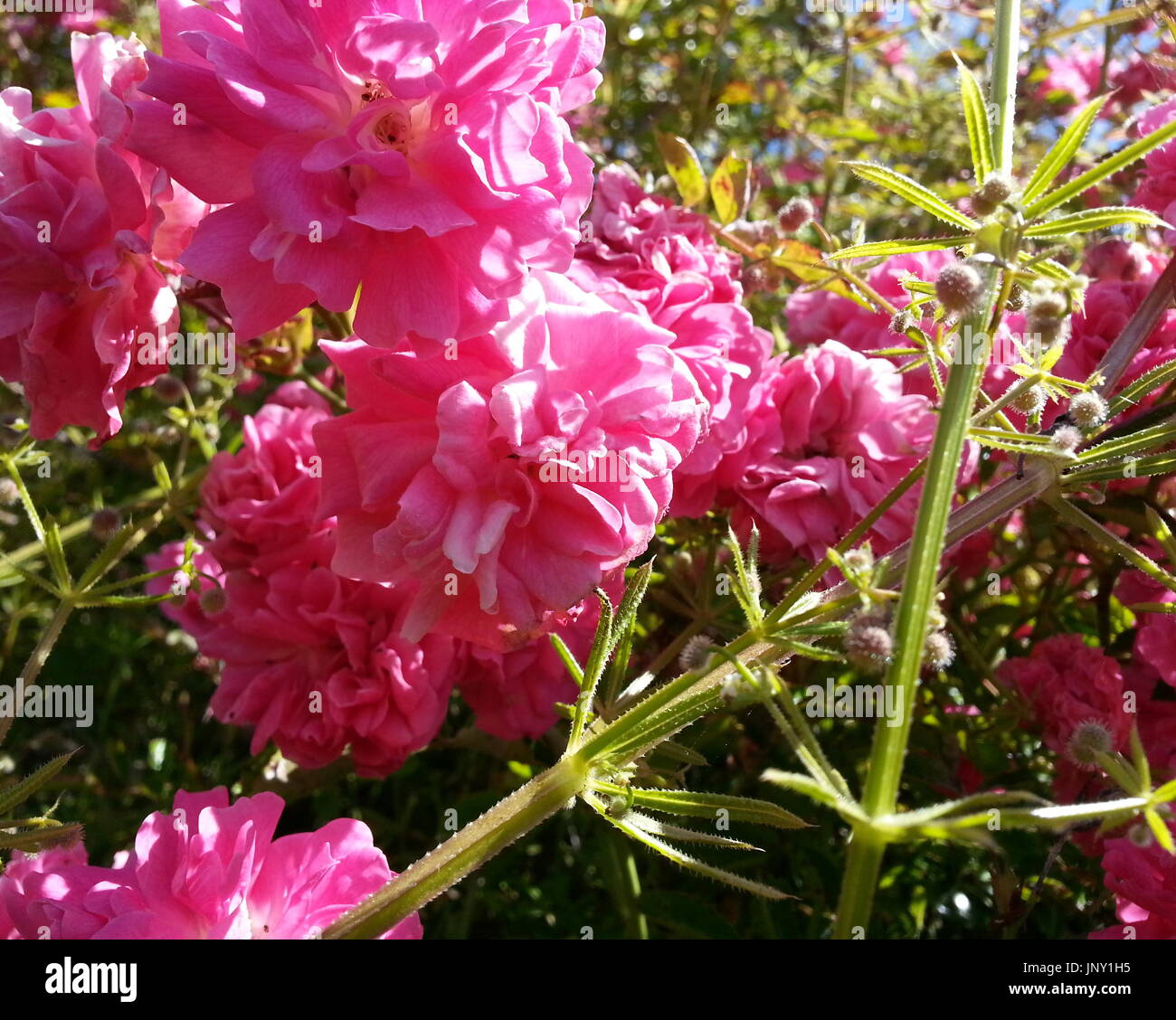 Lush Pink Flowers Stock Photo - Alamy