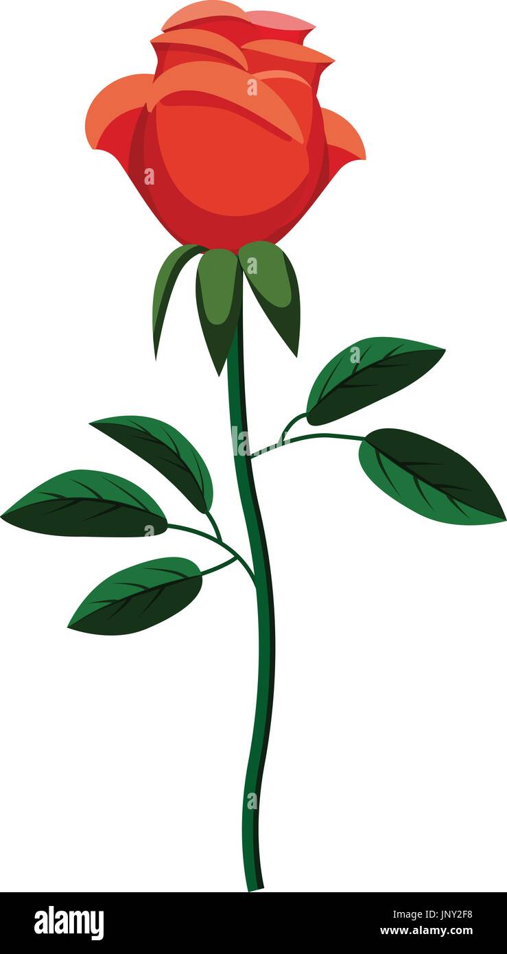 White rose long stem Stock Vector Images - Alamy